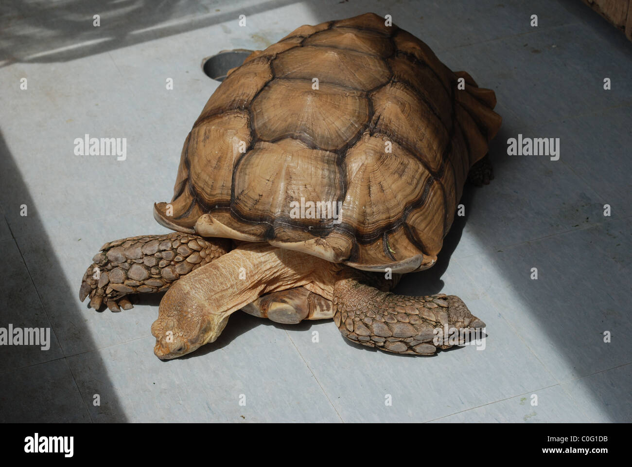 African tortoise hi-res stock photography and images - Alamy