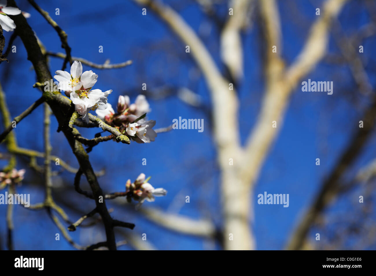 First early almond tree flower bloom of spring Stock Photo - Alamy