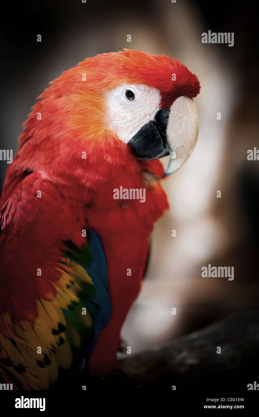 Macaw eye hi-res stock photography and images - Alamy