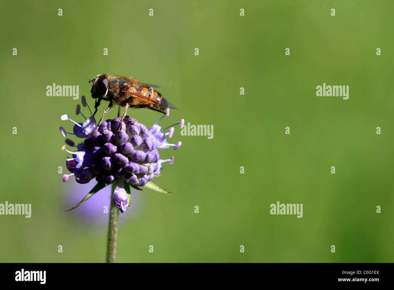 Red clover bee hi-res stock photography and images - Alamy