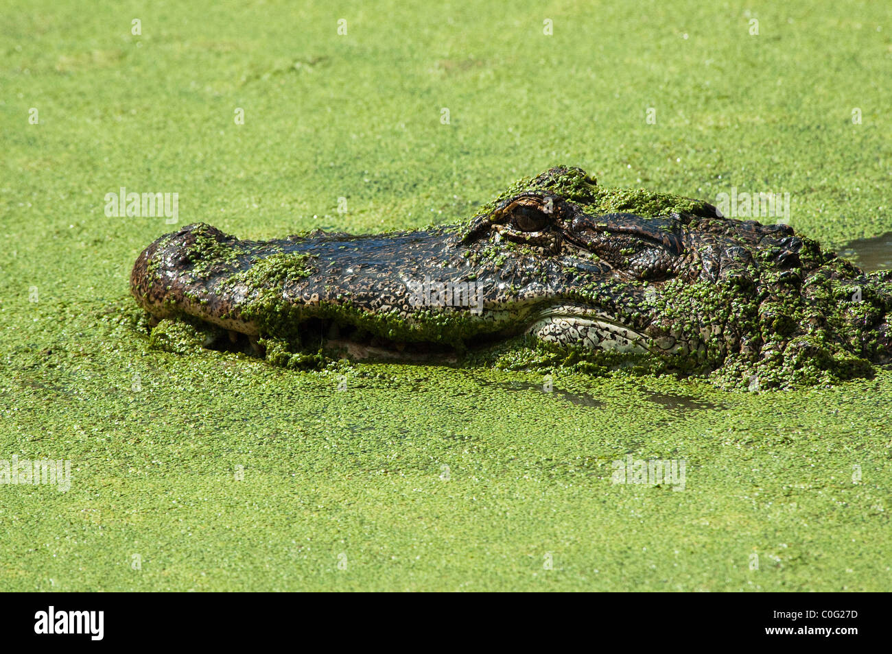 Alligator in the swamp Stock Photo - Alamy