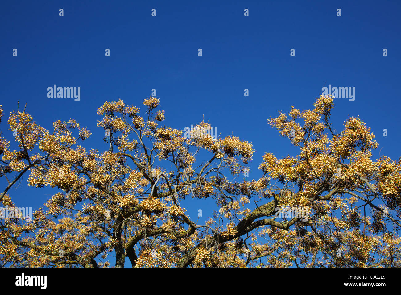 Sycamore seed pods hi-res stock photography and images - Alamy