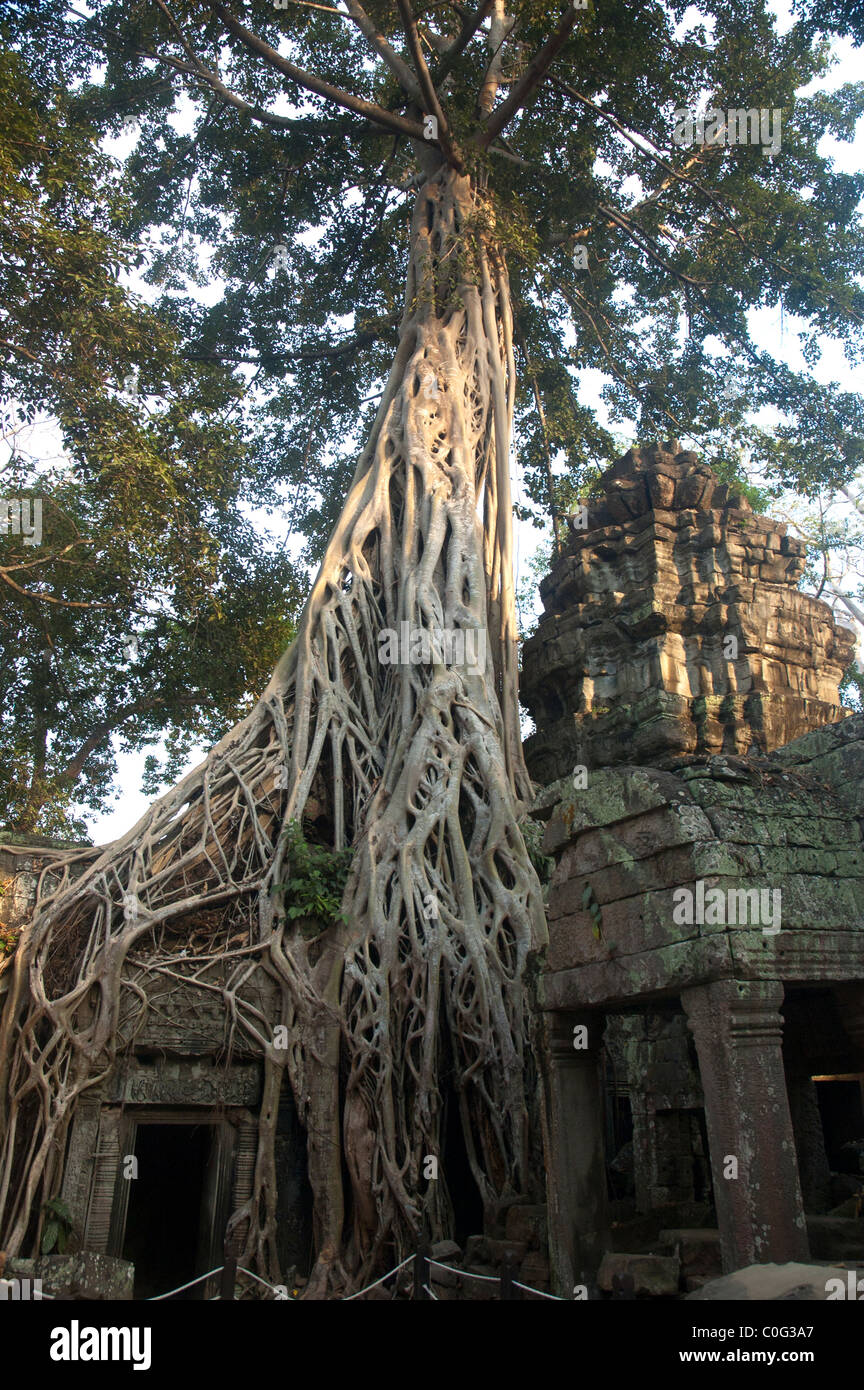 Huge trees engulf the ruins of the Ta Prom Buddhist Temple at Angkor ...
