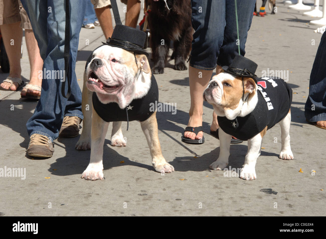 The Big Dog Parade Over 1,200 dogs and 16,000 spectators gather for the ...