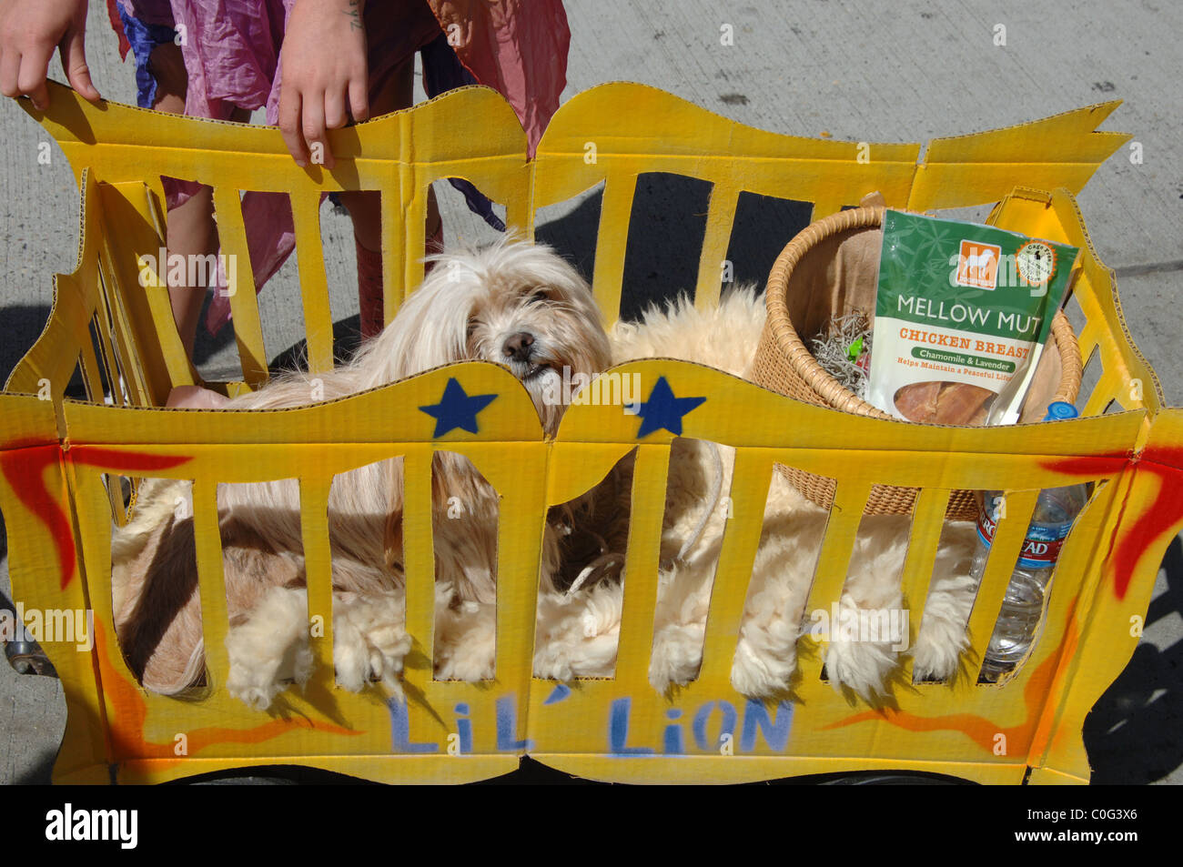 The Big Dog Parade Over 1,200 dogs and 16,000 spectators gather for the ...