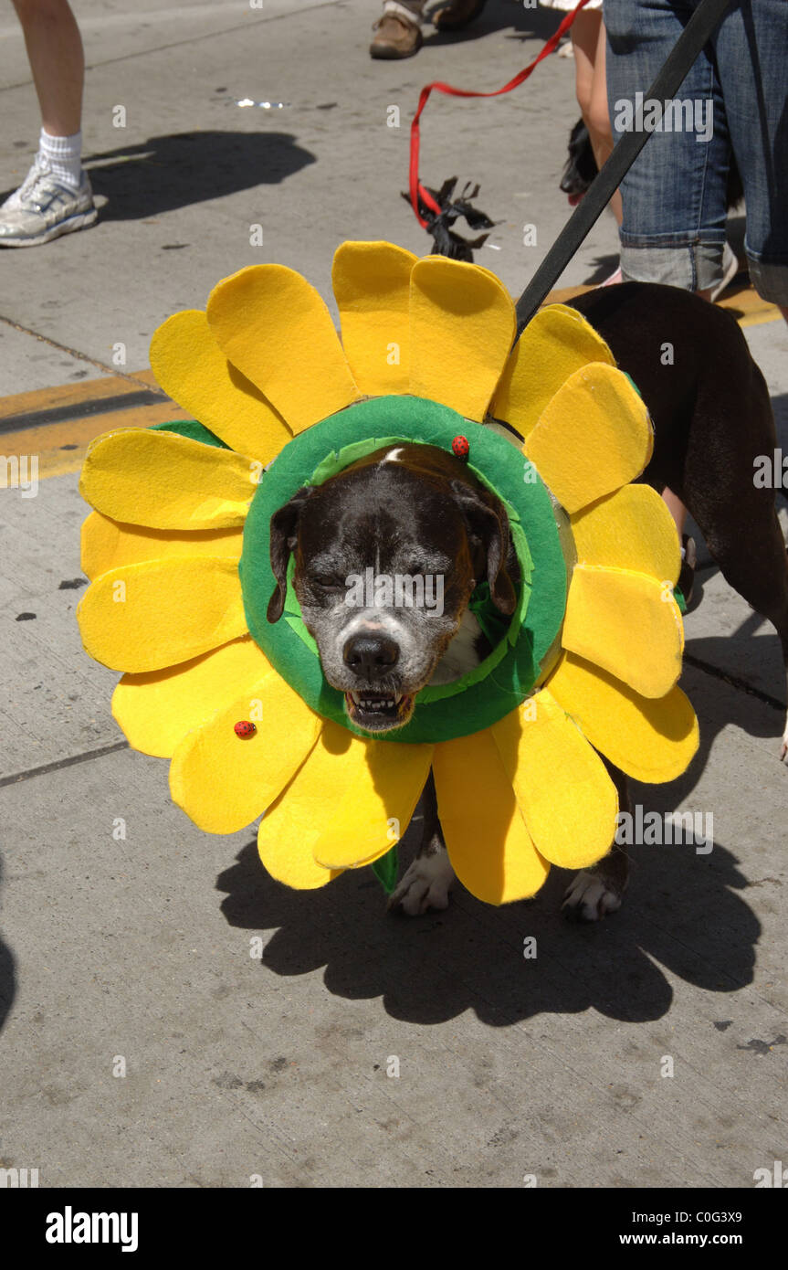 The Big Dog Parade Over 1,200 dogs and 16,000 spectators gather for the ...