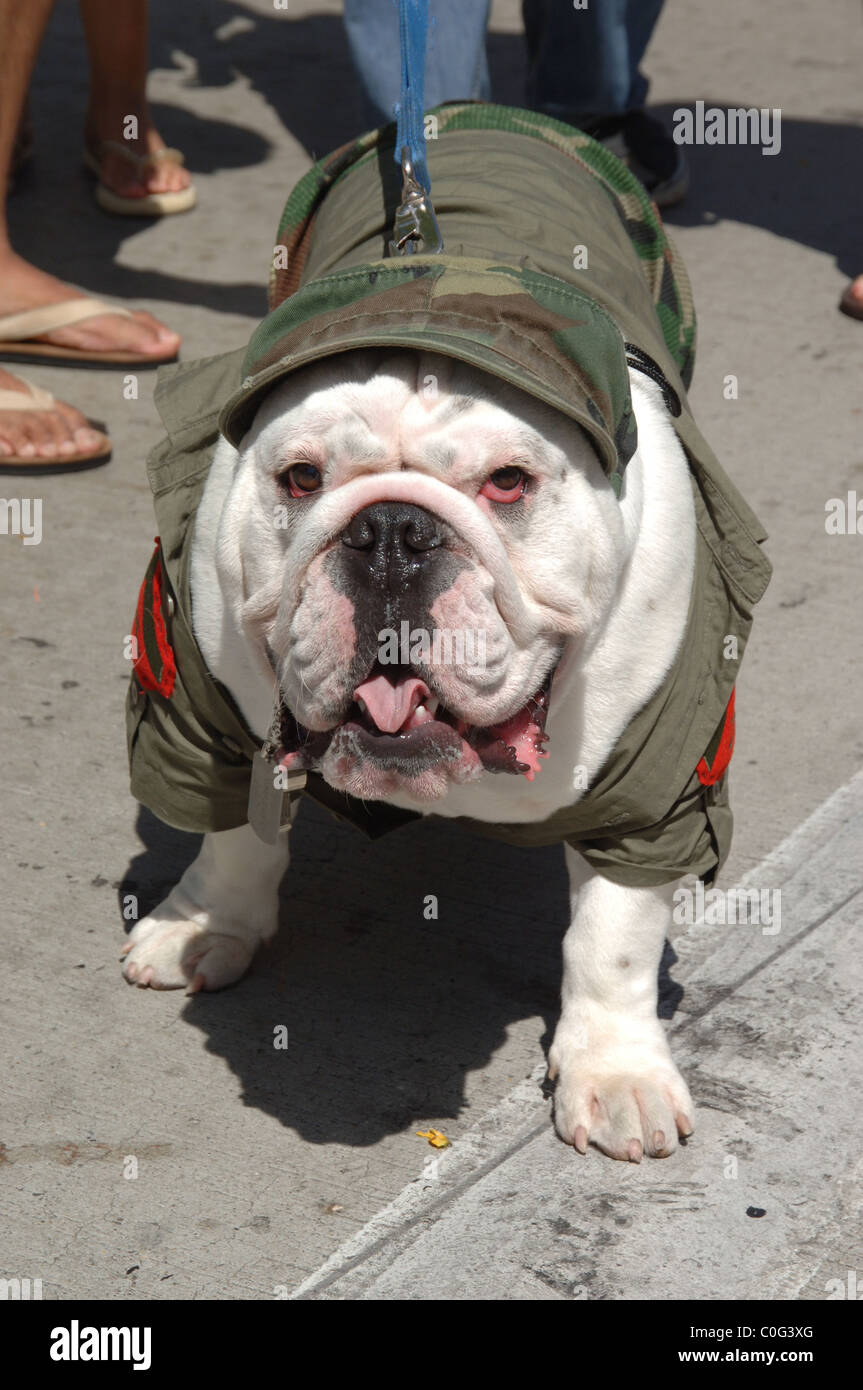The Big Dog Parade Over 1,200 dogs and 16,000 spectators gather for the ...