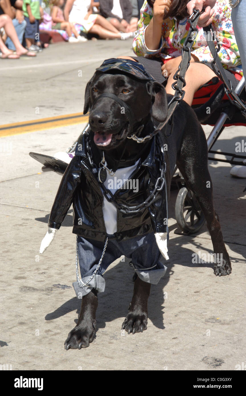 The Big Dog Parade Over 1,200 dogs and 16,000 spectators gather for the ...