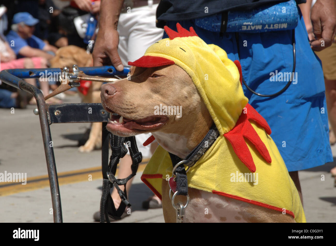 The Big Dog Parade Over 1,200 dogs and 16,000 spectators gather for the ...