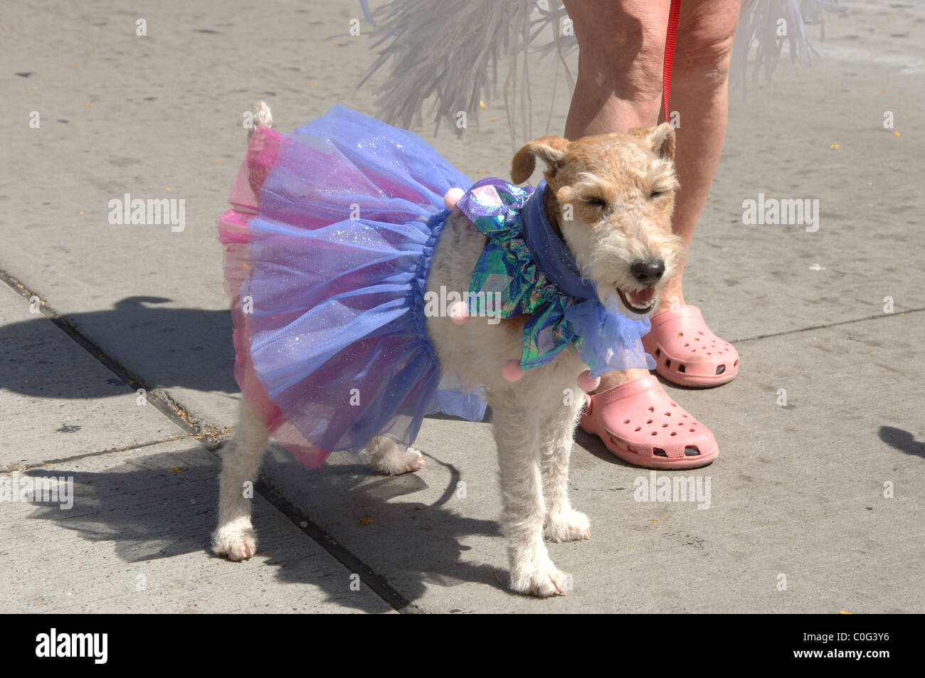 The Big Dog Parade Over 1,200 dogs and 16,000 spectators gather for the ...