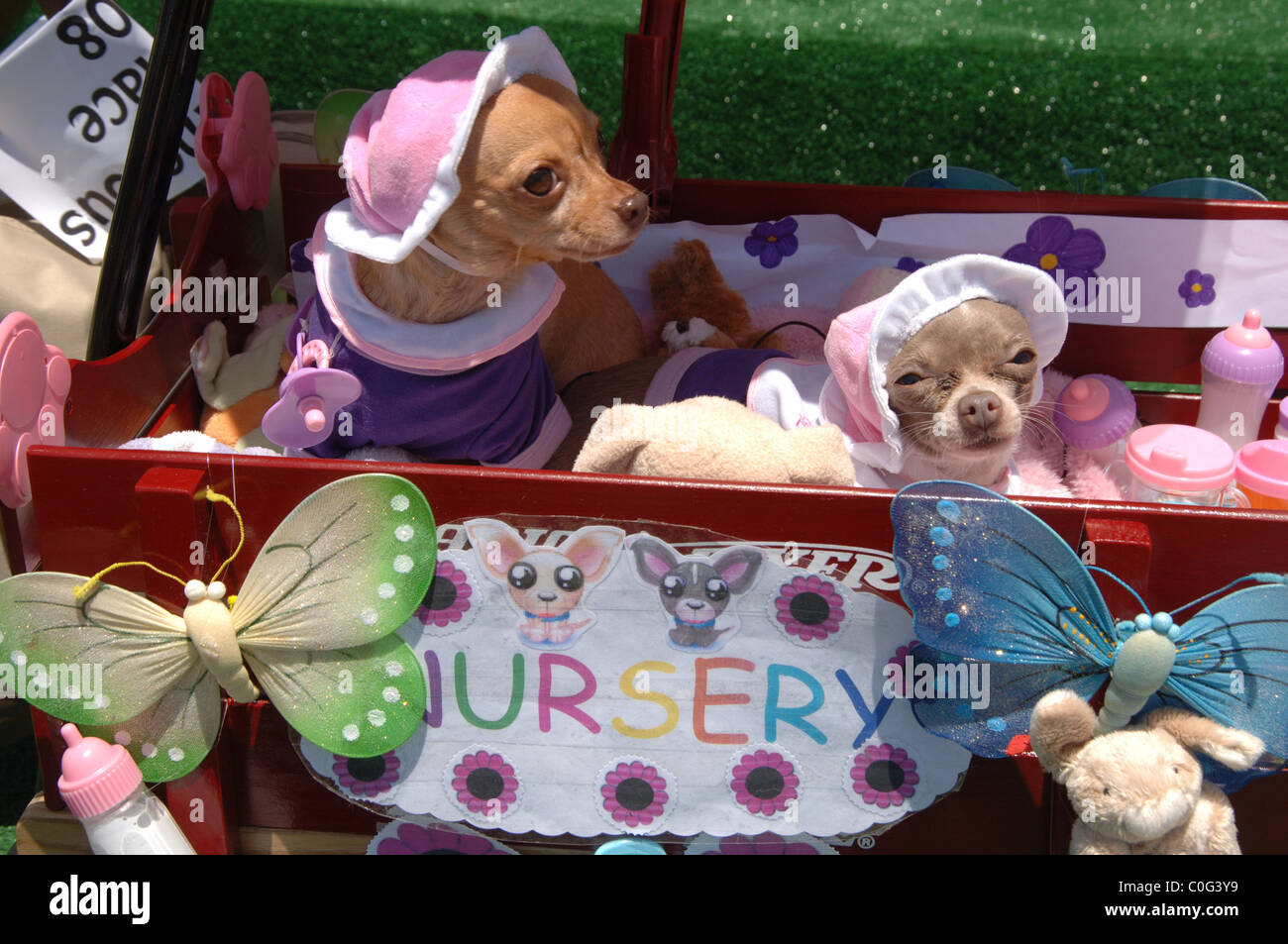 The Big Dog Parade Over 1,200 dogs and 16,000 spectators gather for the ...