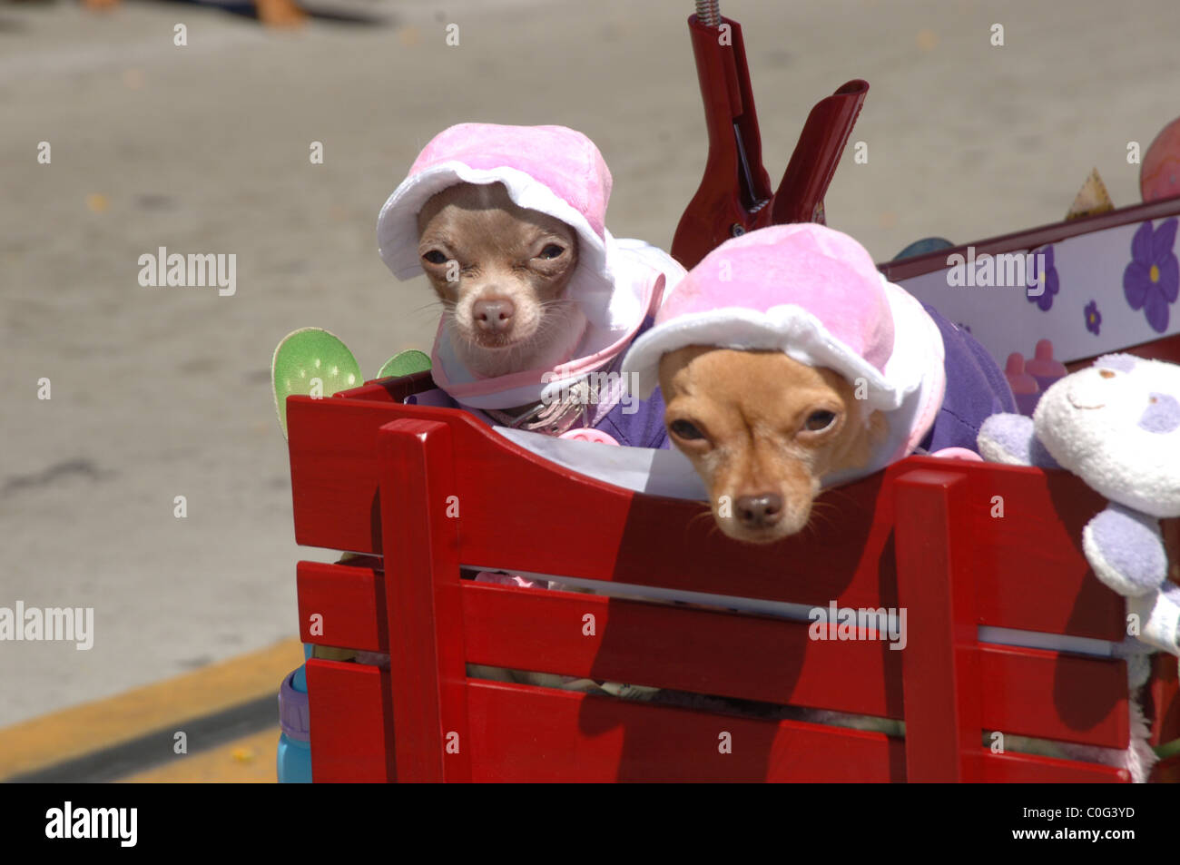 The Big Dog Parade Over 1,200 dogs and 16,000 spectators gather for the ...