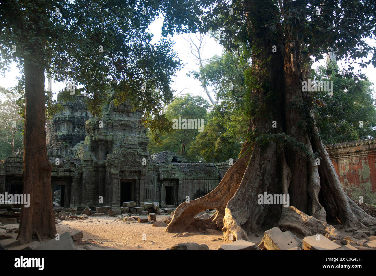 Huge trees engulf the ruins of the Ta Prom Buddhist Temple at Angkor ...