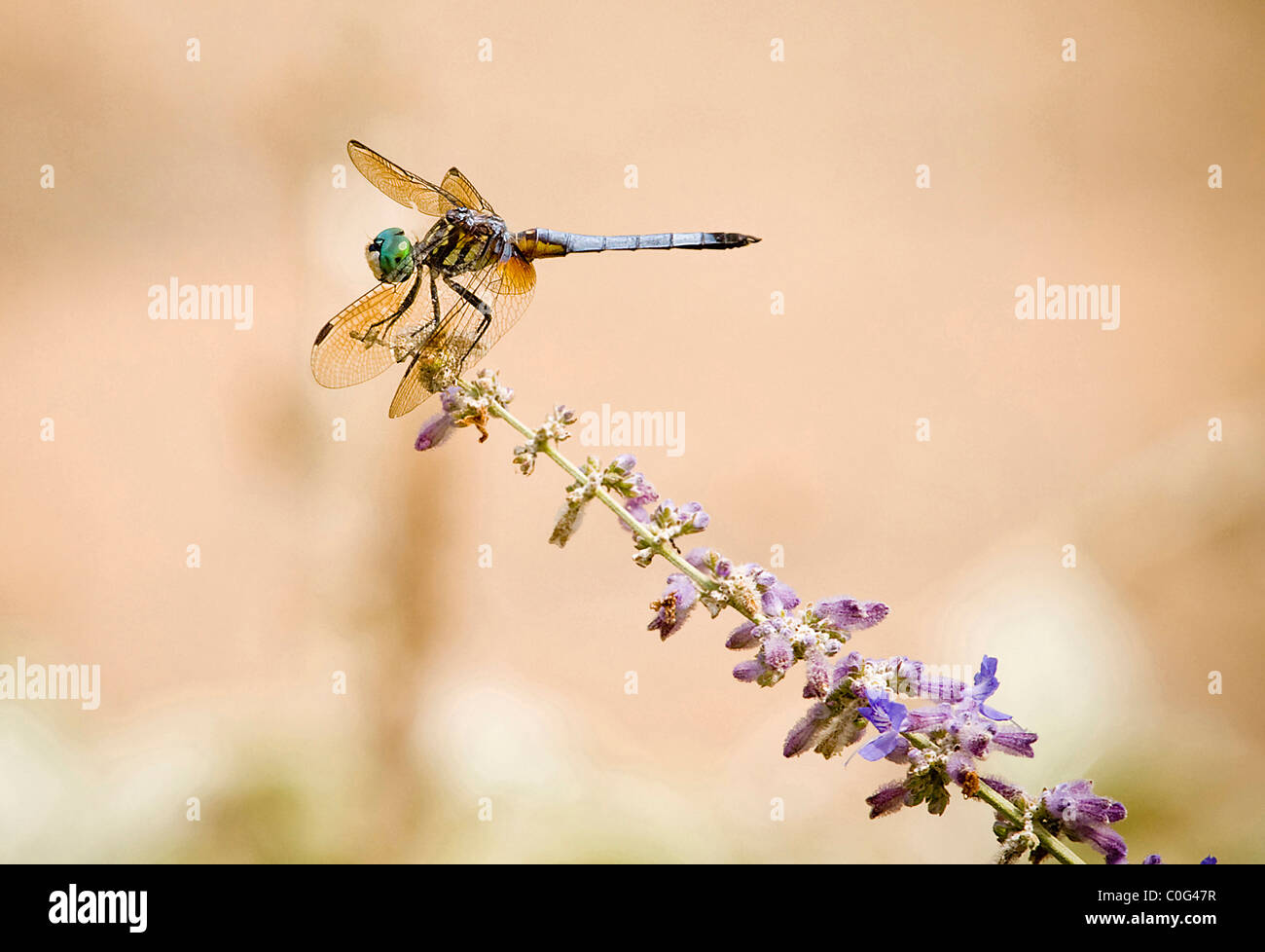 Nature's helicopter, a dragon fly lands on the end of a flower Stock ...