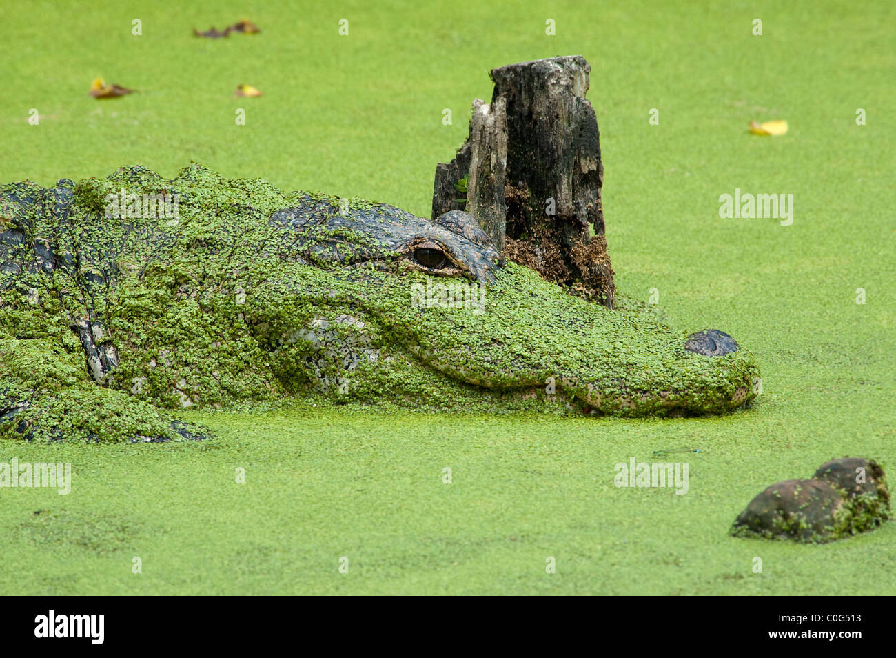 Alligator alley hi-res stock photography and images - Alamy