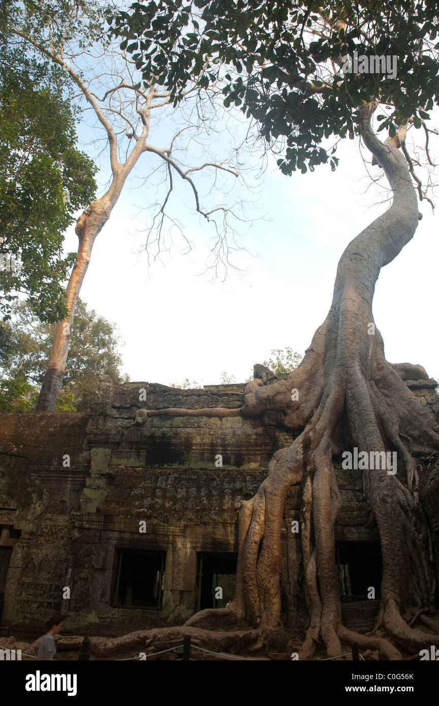 Huge trees engulf the ruins of the Ta Prom Buddhist Temple at Angkor ...