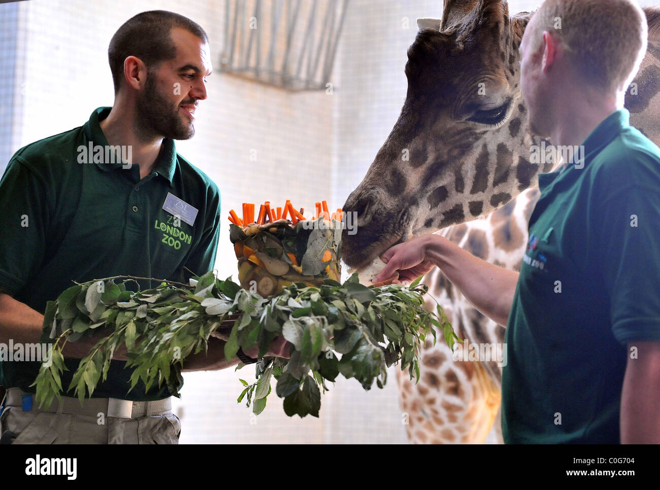 Crackers, London Zoo's oldest giraffe, Crackers celebrates her 30th ...