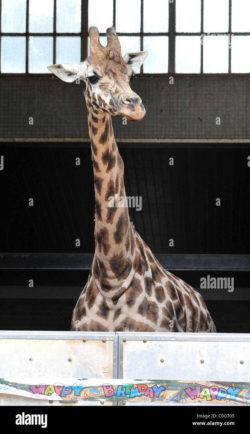 Crackers, London Zoo's oldest giraffe, Crackers celebrates her 30th ...