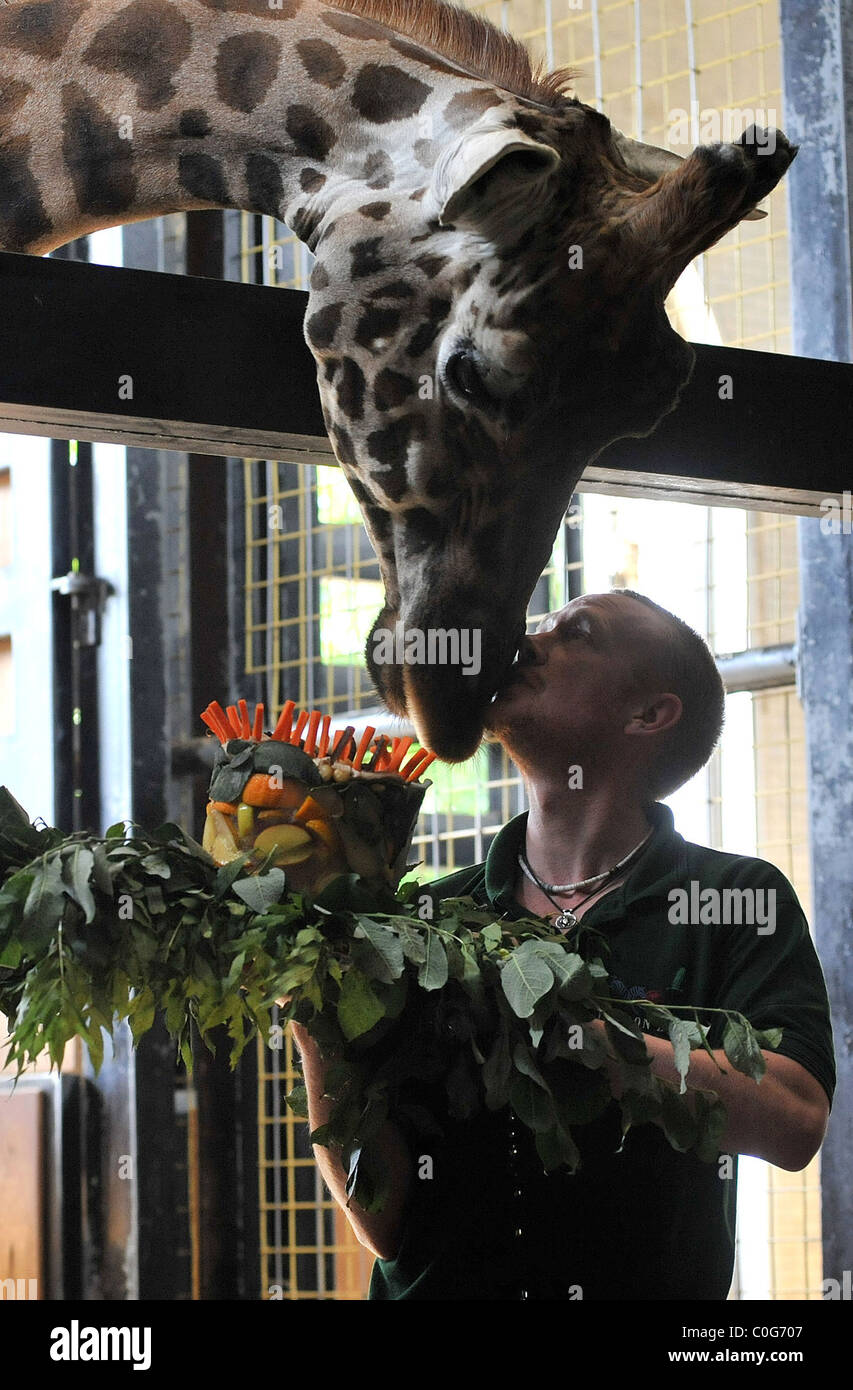 Crackers, London Zoo's oldest giraffe, Crackers celebrates her 30th ...