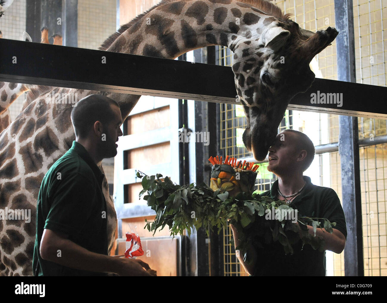 Crackers, London Zoo's oldest giraffe, Crackers celebrates her 30th ...