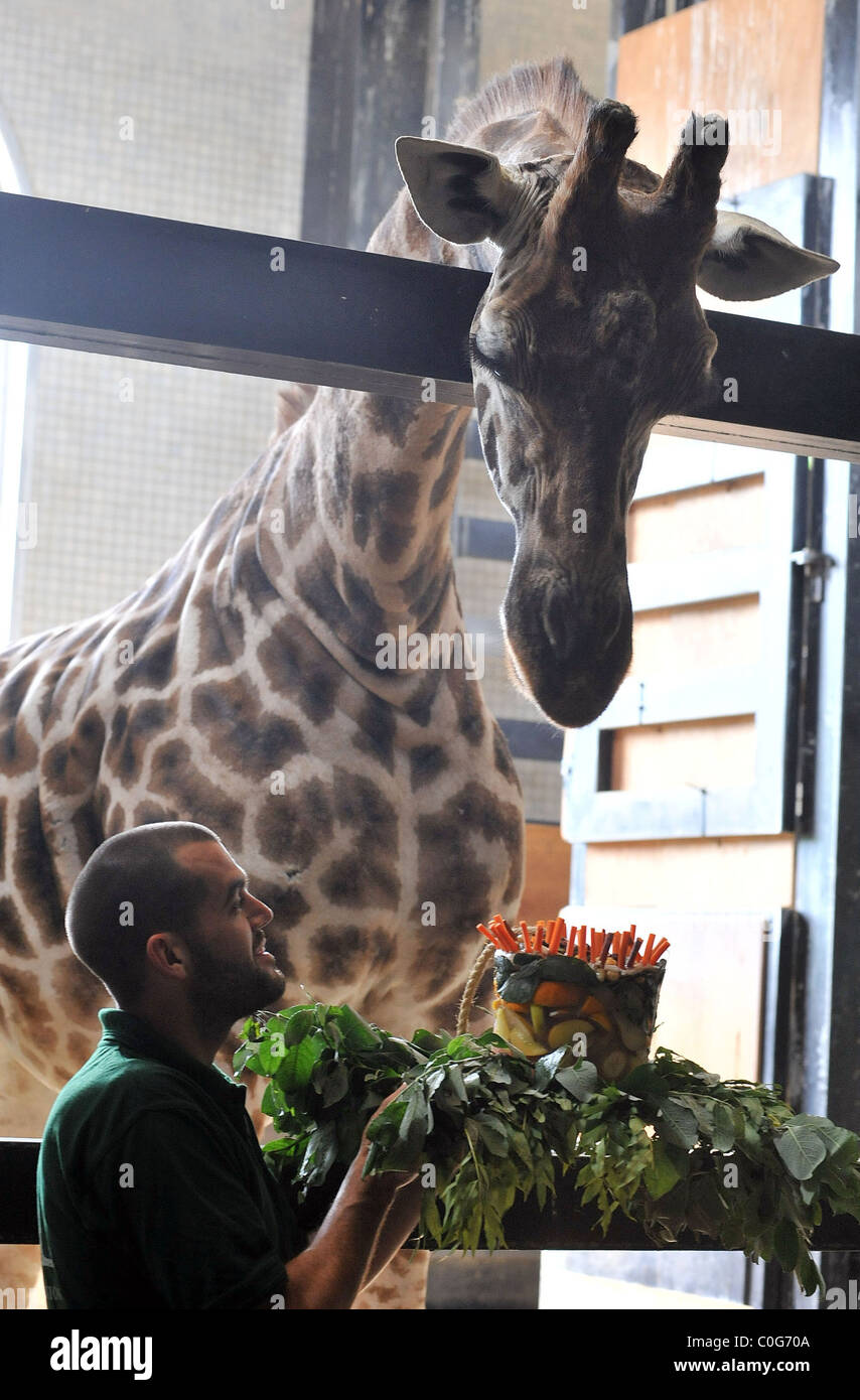 Crackers, London Zoo's oldest giraffe, Crackers celebrates her 30th ...