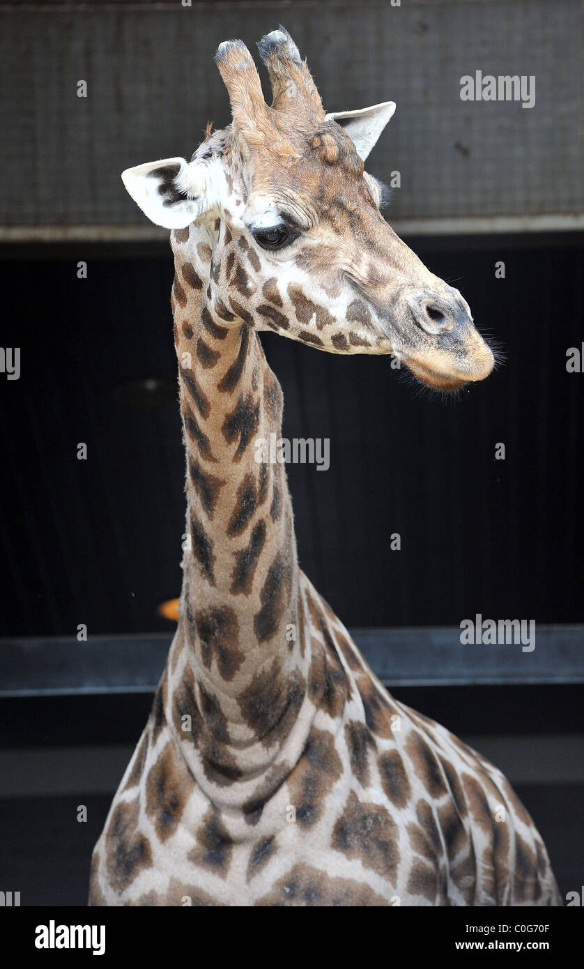 Crackers, London Zoo's oldest giraffe, Crackers celebrates her 30th ...
