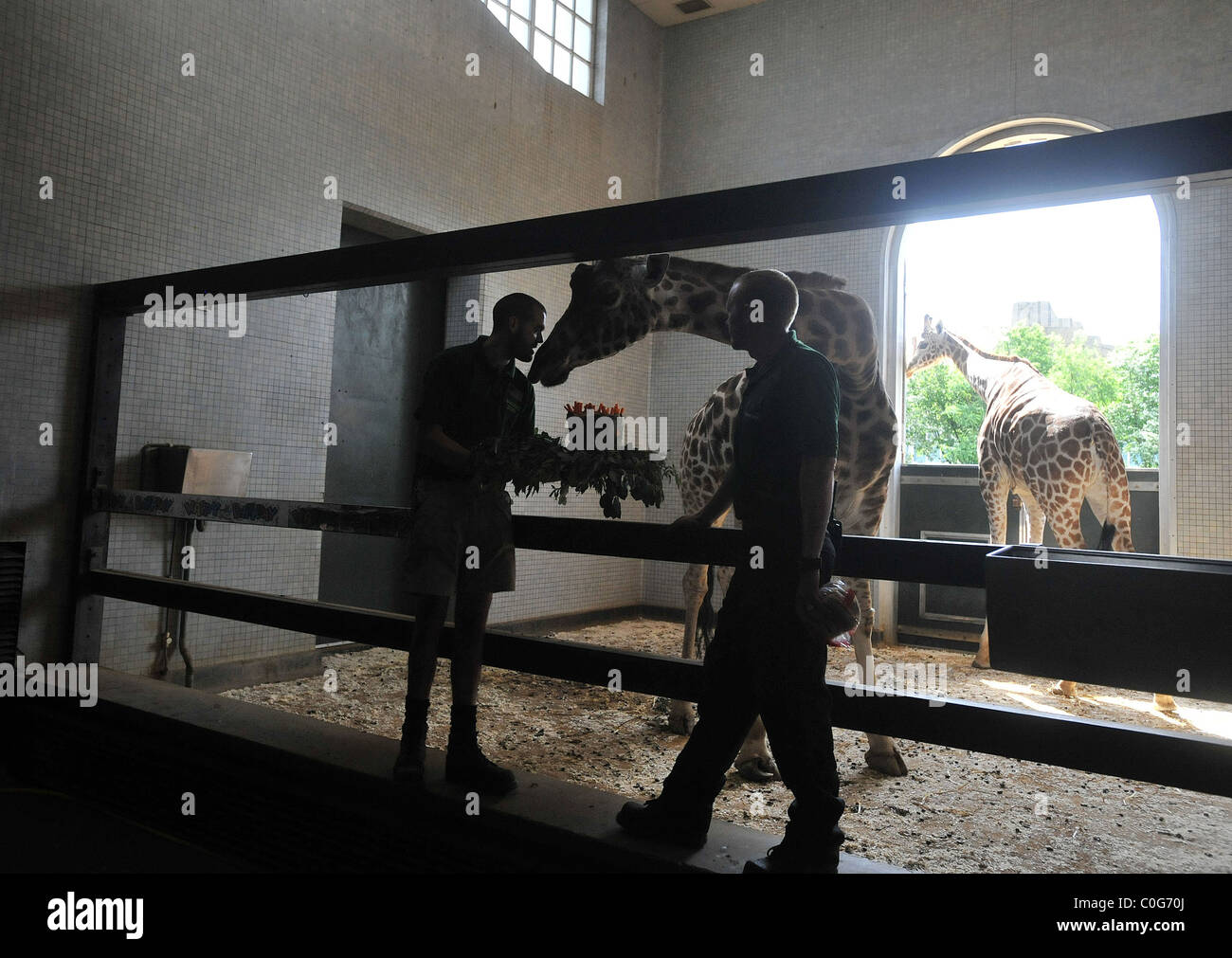 Crackers, London Zoo's oldest giraffe, Crackers celebrates her 30th ...