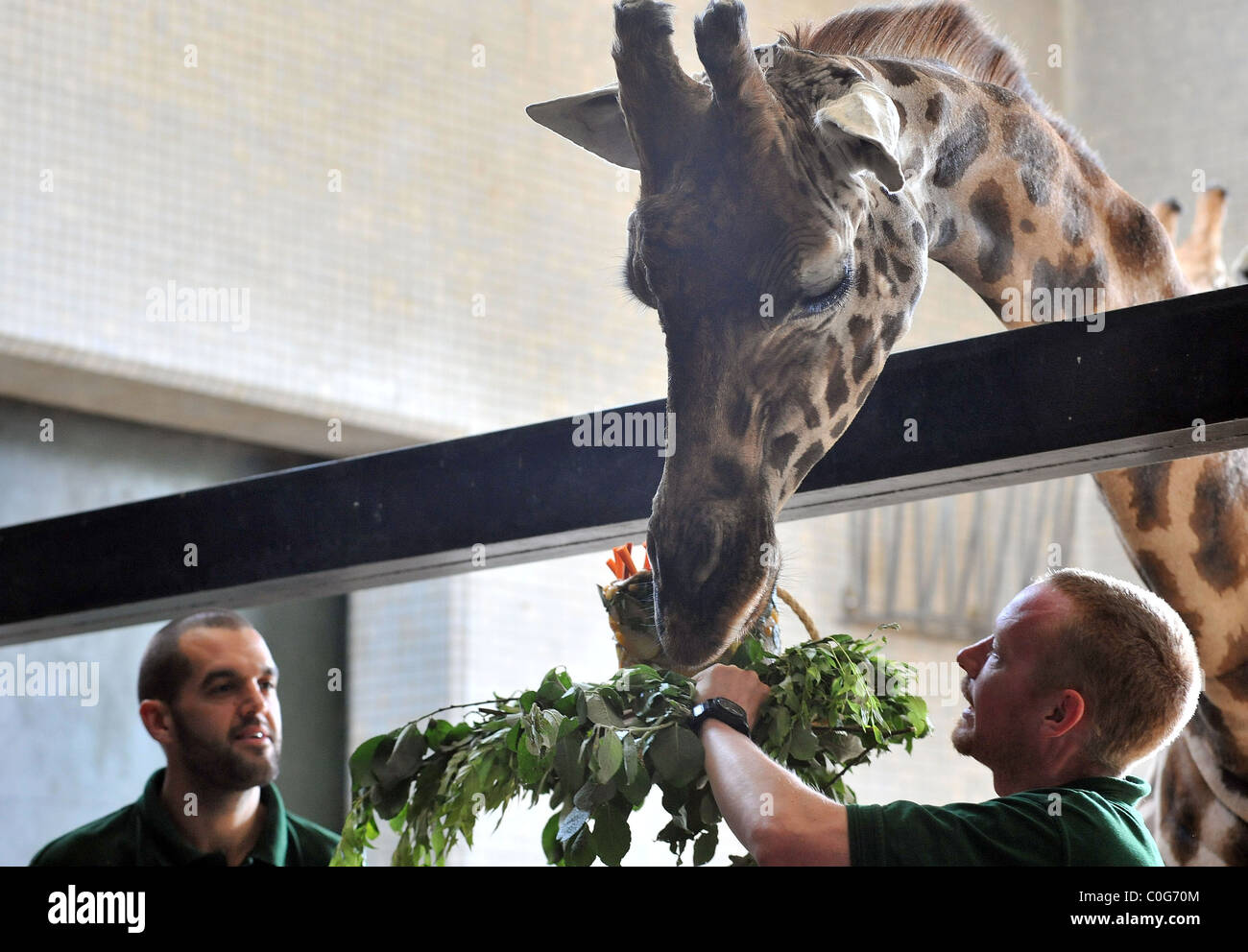 Crackers, London Zoo's oldest giraffe, Crackers celebrates her 30th ...
