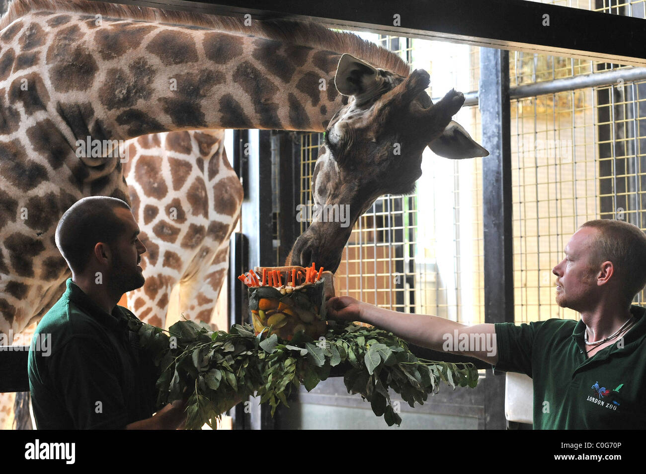 Crackers, London Zoo's oldest giraffe, Crackers celebrates her 30th ...
