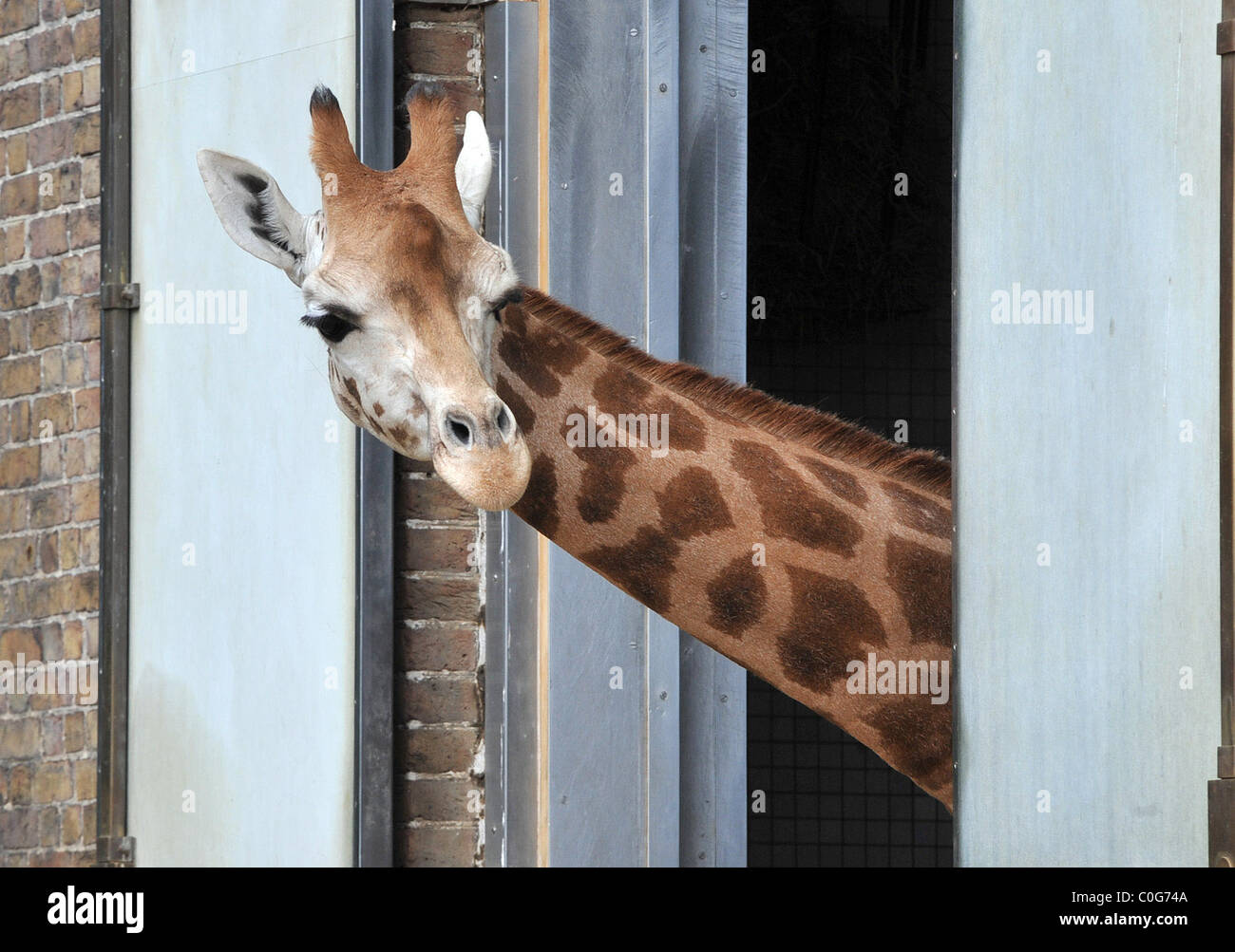 London Zoo's Oldest Giraffe, Crackers celebrates her birthday with a ...