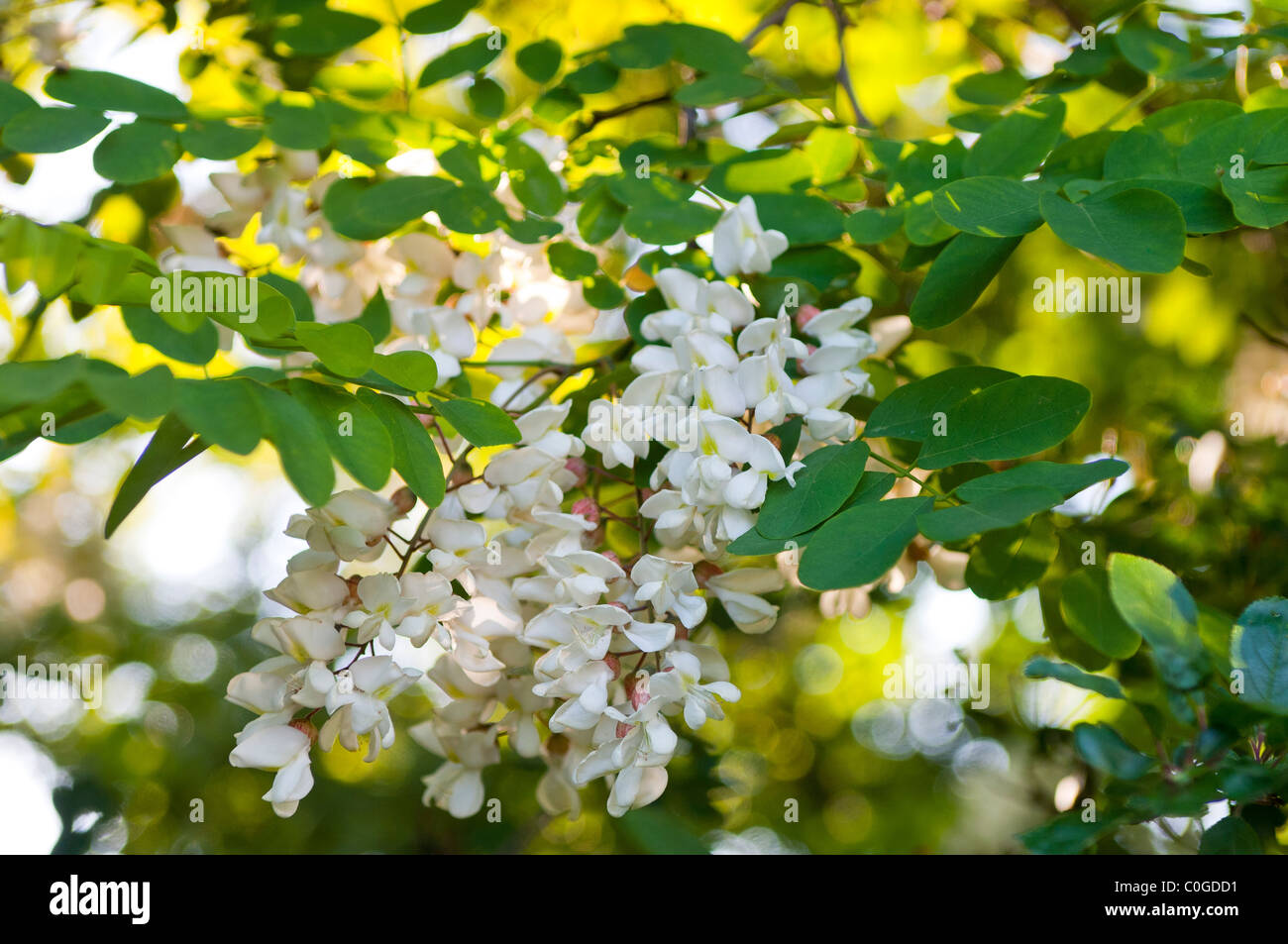 Acacia false tree flower hi-res stock photography and images - Alamy