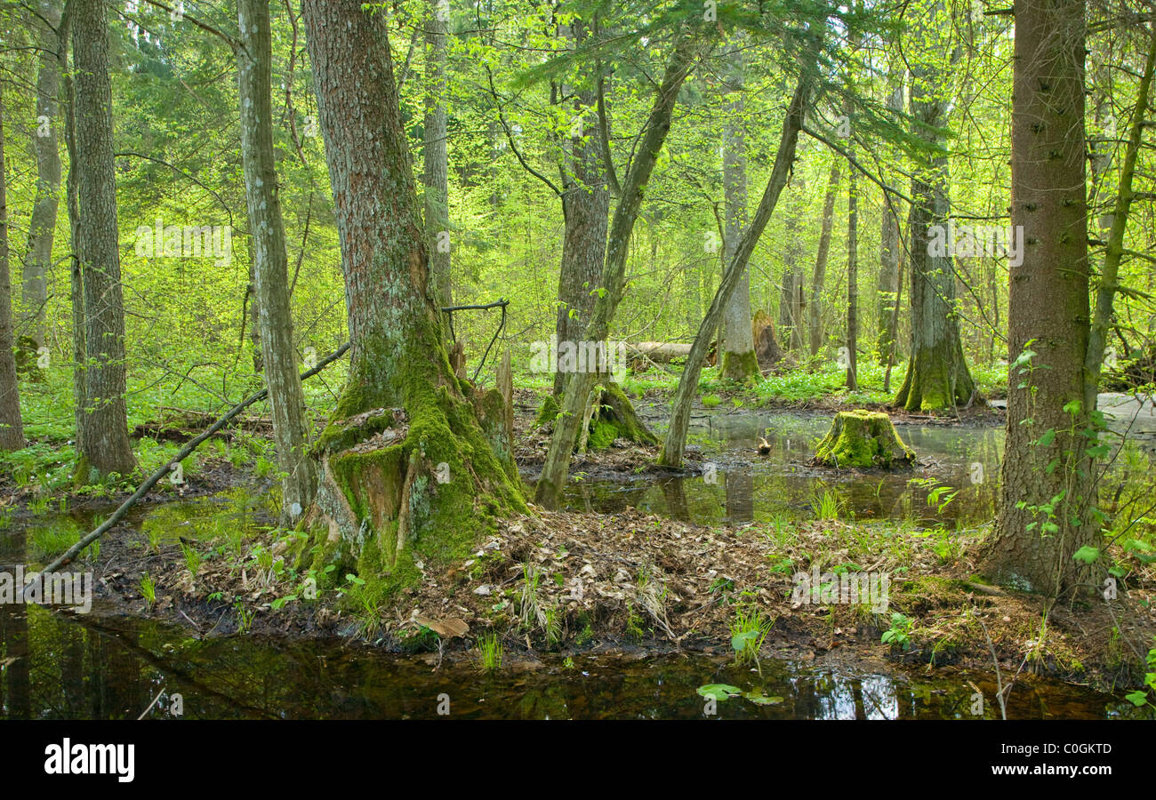 Springtime alder bog forest with standing water Stock Photo - Alamy