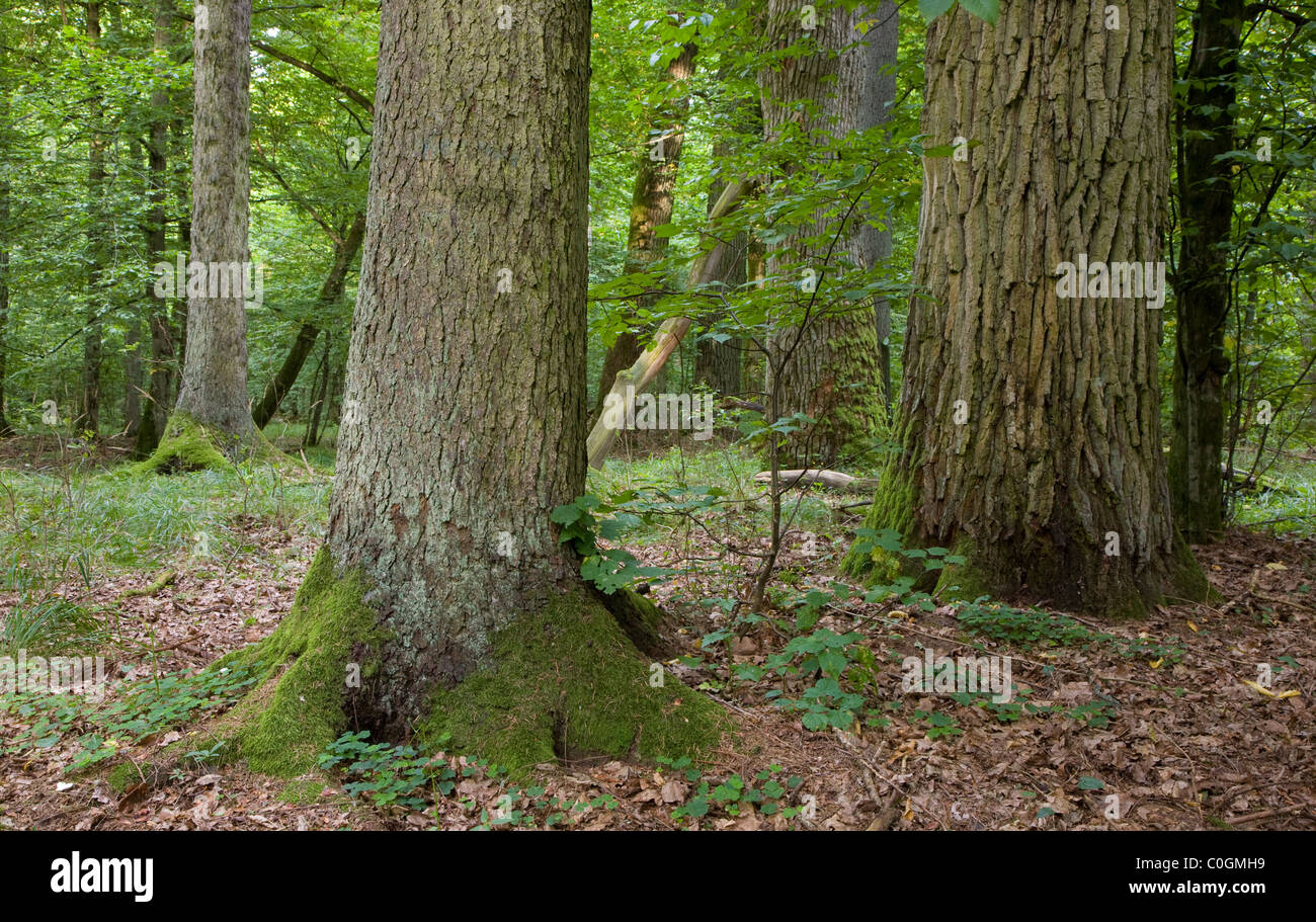 Foreground stand hi-res stock photography and images - Alamy