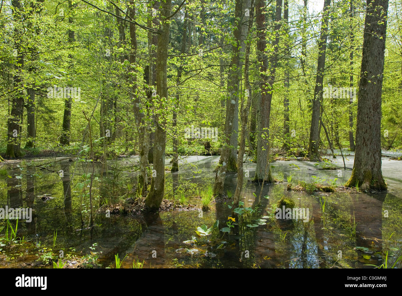 Springtime alder bog forest with standing water Stock Photo - Alamy