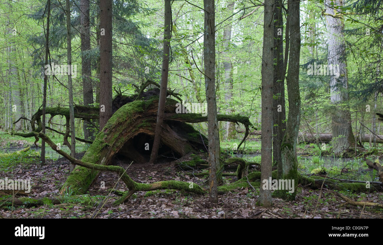 Decline ecosystem hi-res stock photography and images - Alamy