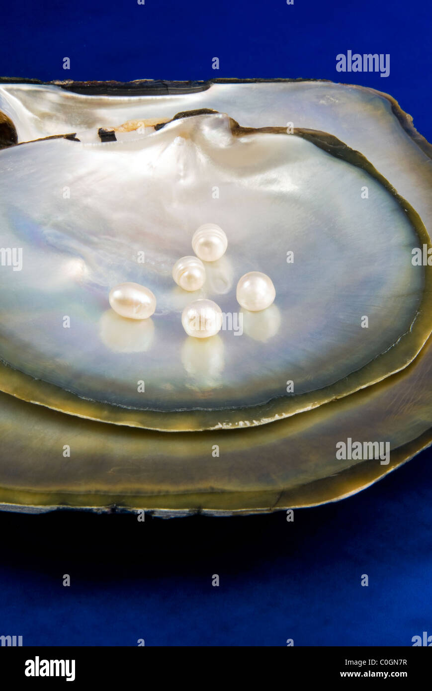 Pearls in a shell Stock Photo - Alamy
