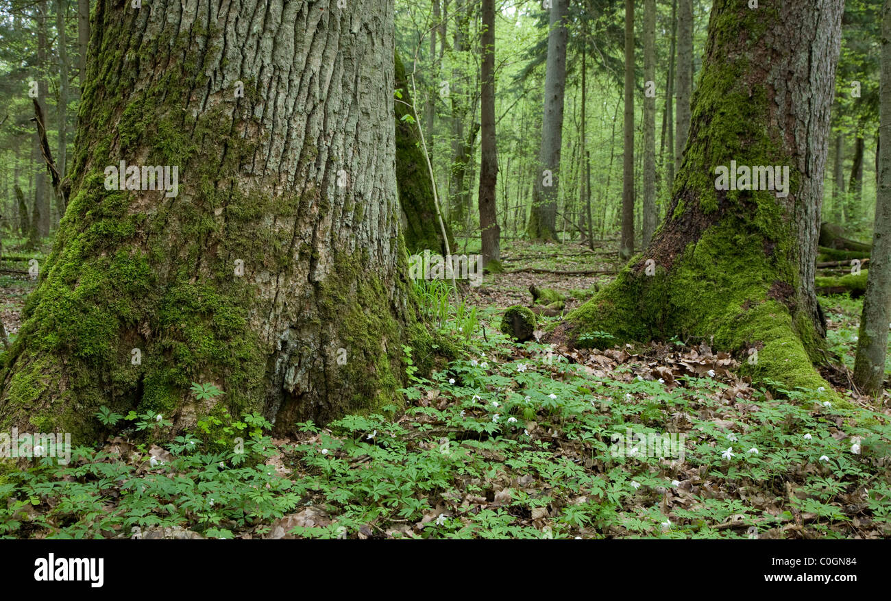 Old oak and spruce tree against forest background Stock Photo - Alamy