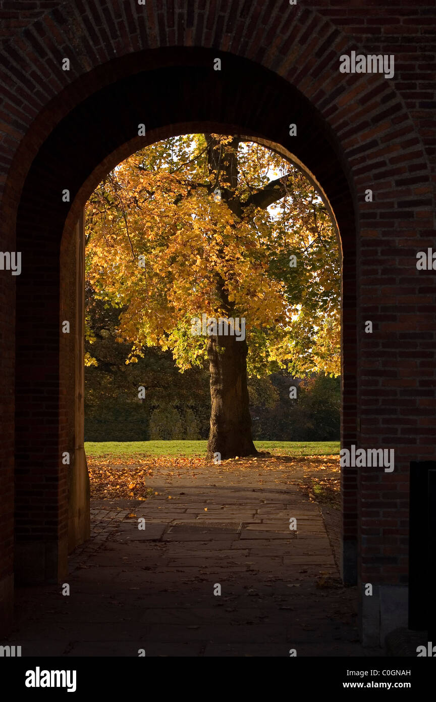 Autumn Tree through archway Stock Photo - Alamy