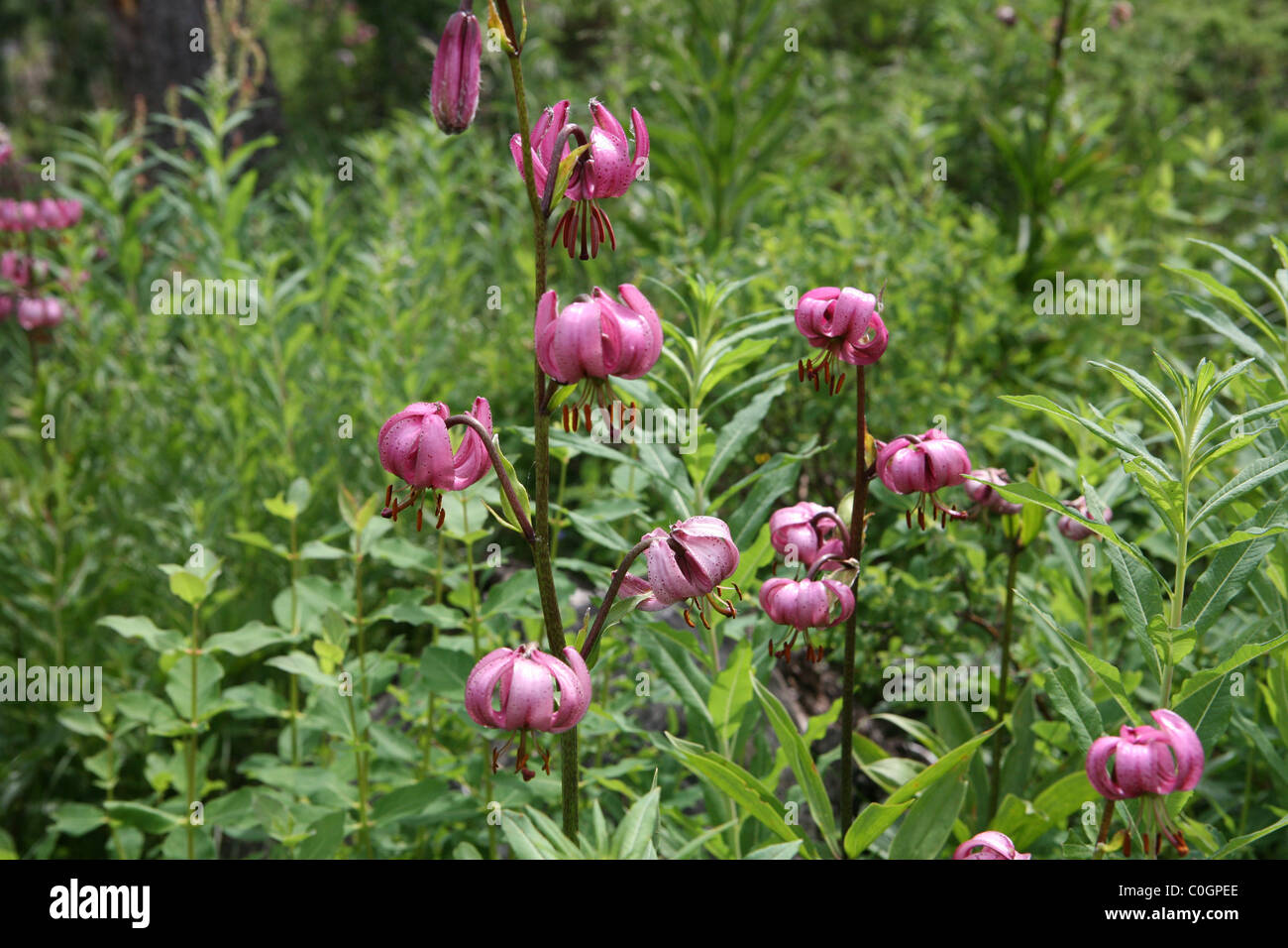 Flowers in the alps near Val D'Isere France Stock Photo - Alamy
