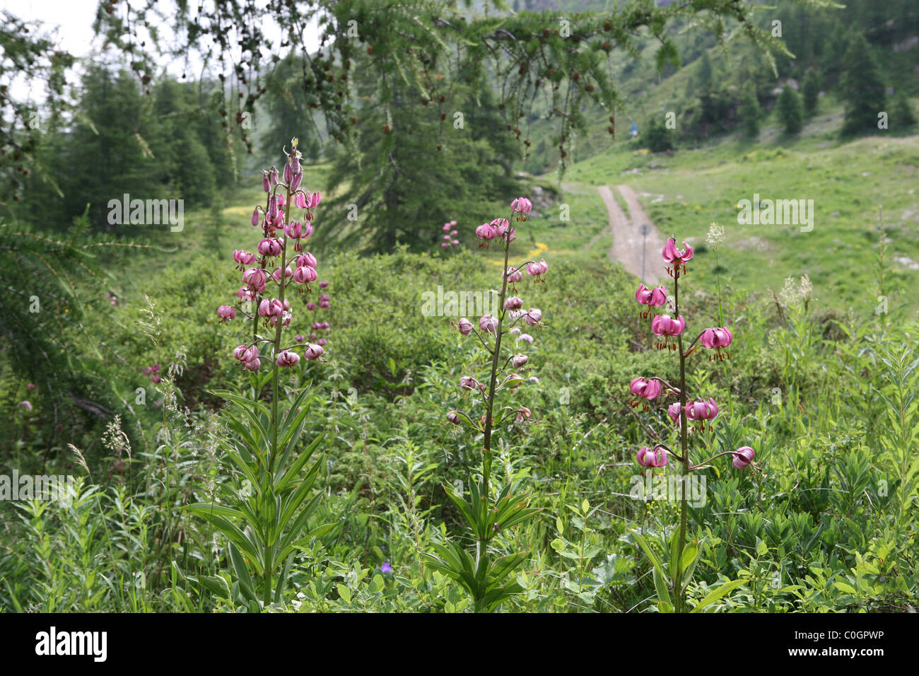 Flowers in the alps near Val D'Isere France Stock Photo - Alamy