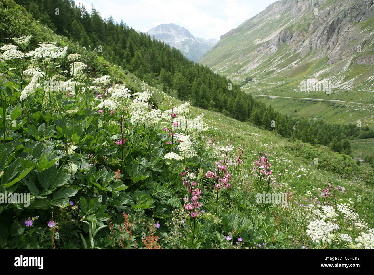 The Alps in the Summer Stock Photo - Alamy