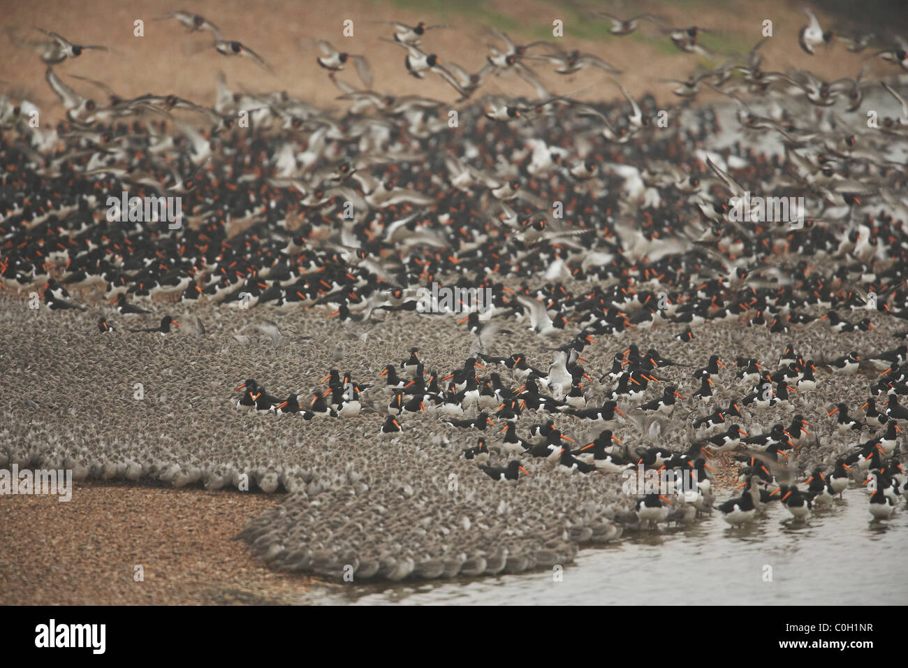 Flock od winter plumage Knot Calidris canutus and Oystercatcher ...
