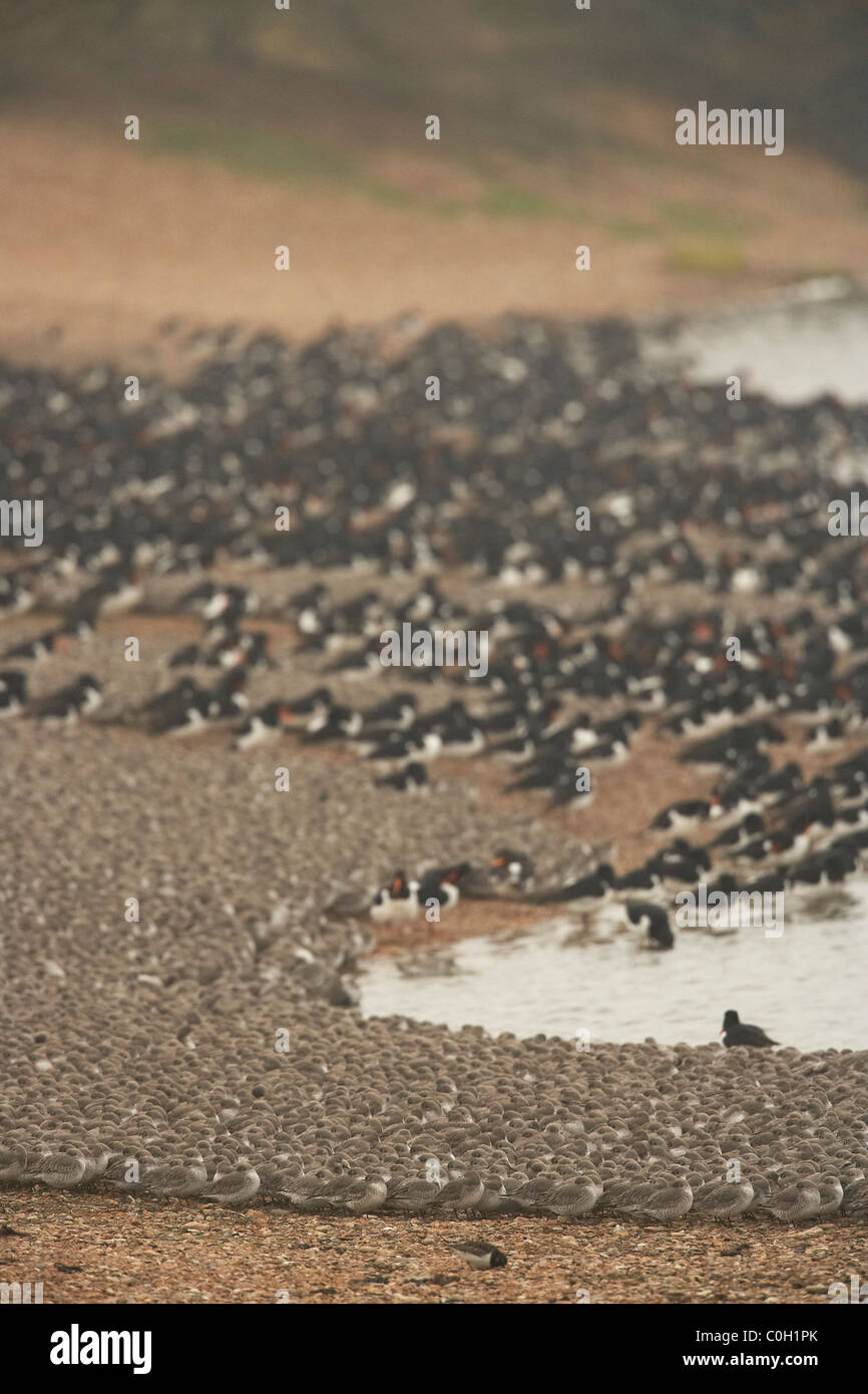 Flock of winter plumage Knot Calidris canutus and Oystercatcher ...