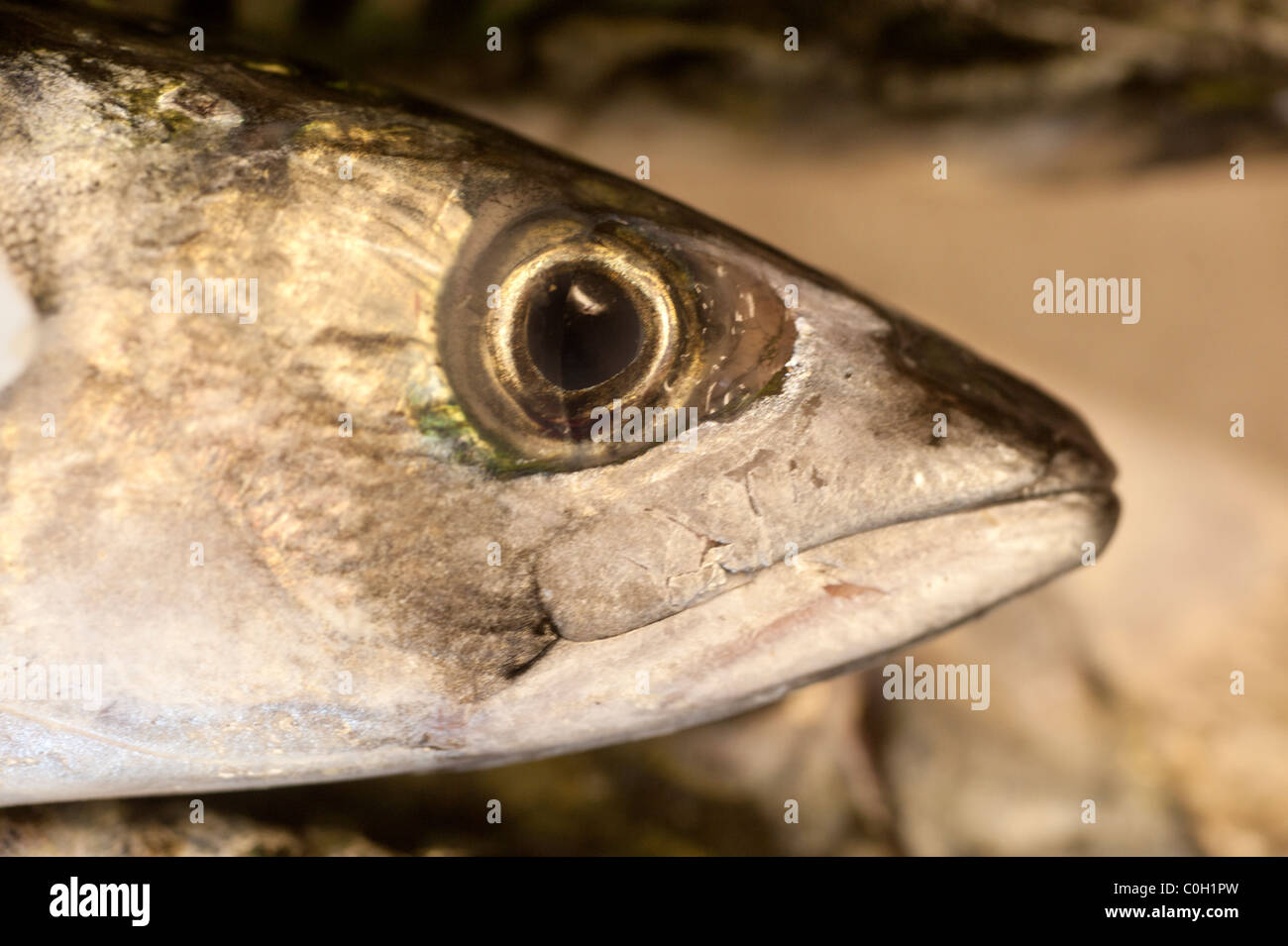 A mackerel in a fish shop in Rye Stock Photo - Alamy