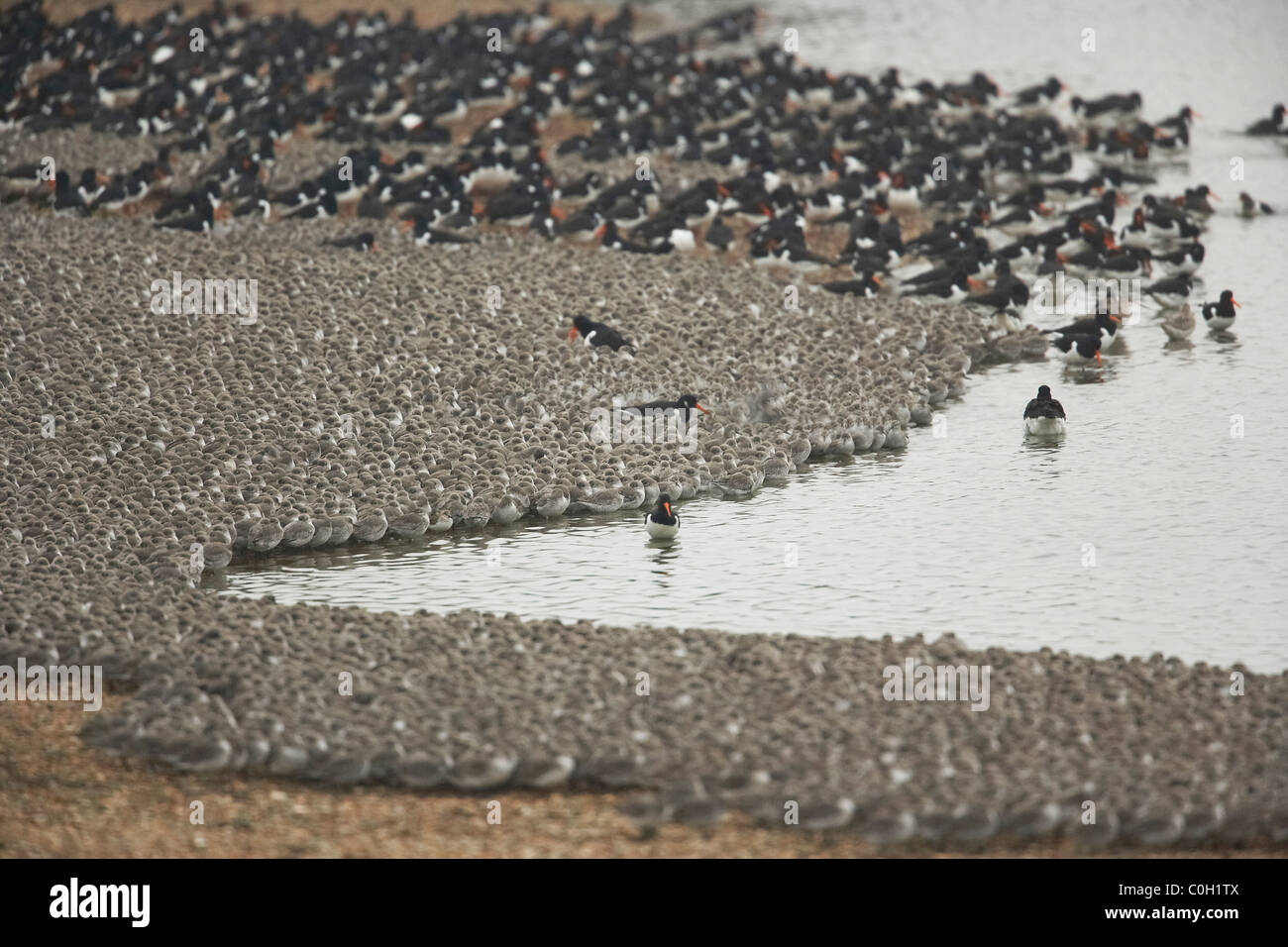 Flock of winter plumage Knot Calidris canutus and Oystercatcher ...