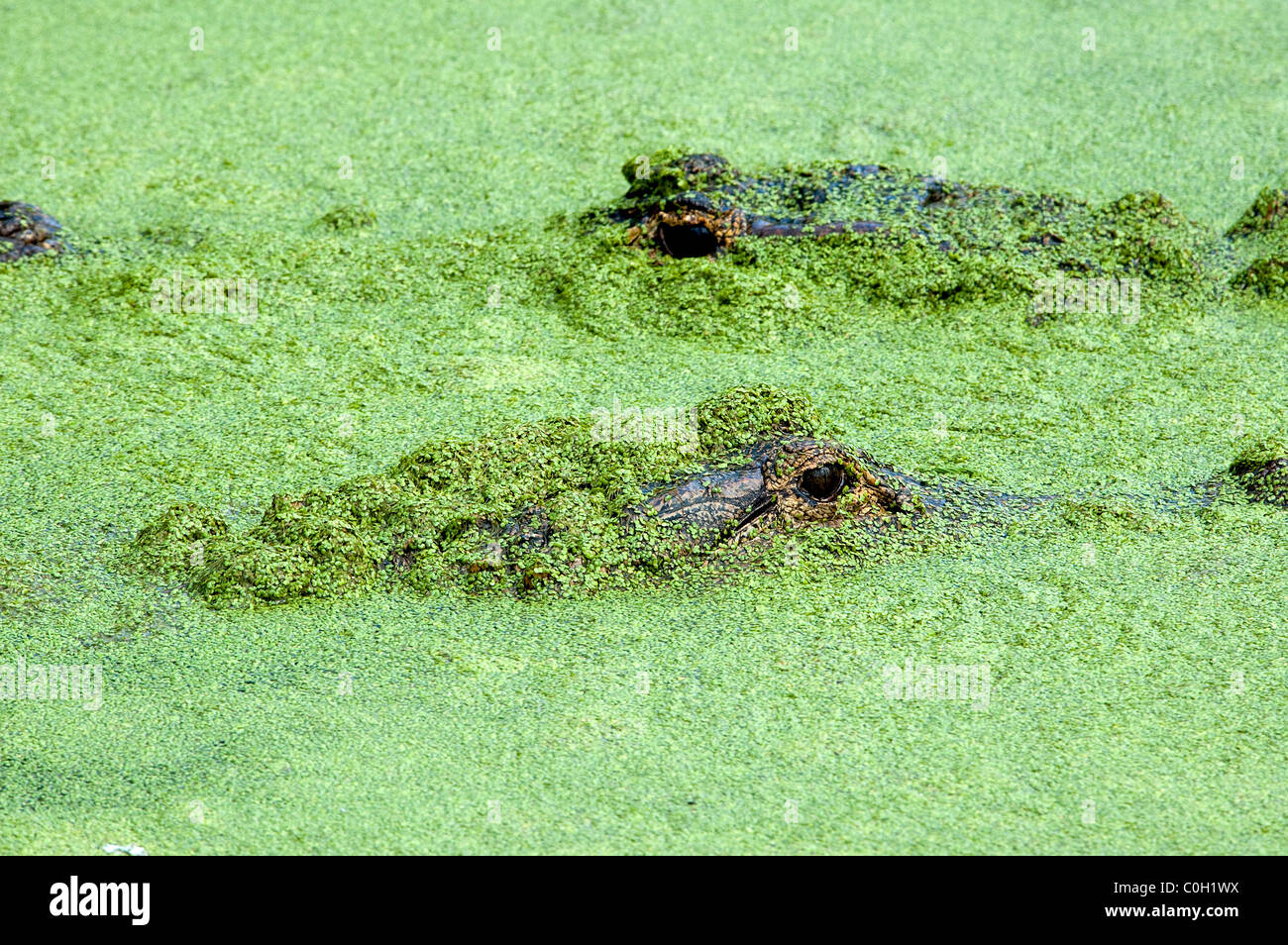 The gators hi-res stock photography and images - Alamy