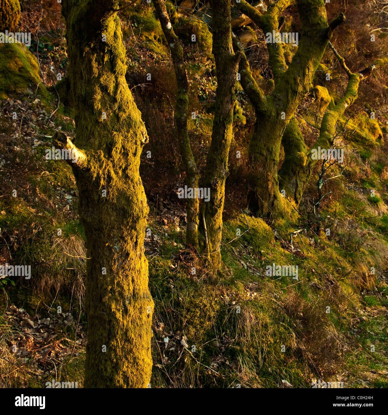 Moss Covered Trees Stock Photo - Alamy
