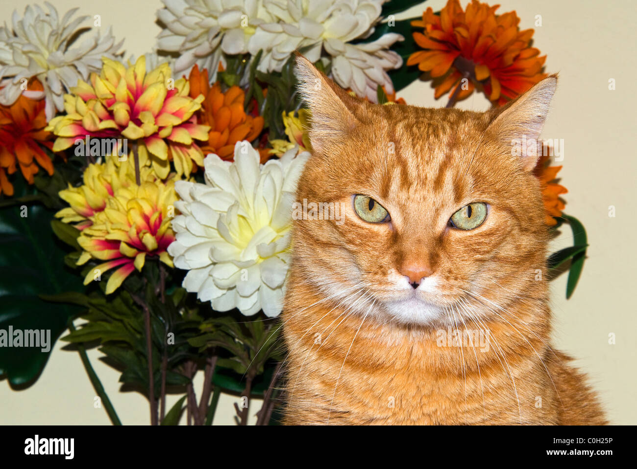 Cat and flowers Stock Photo - Alamy