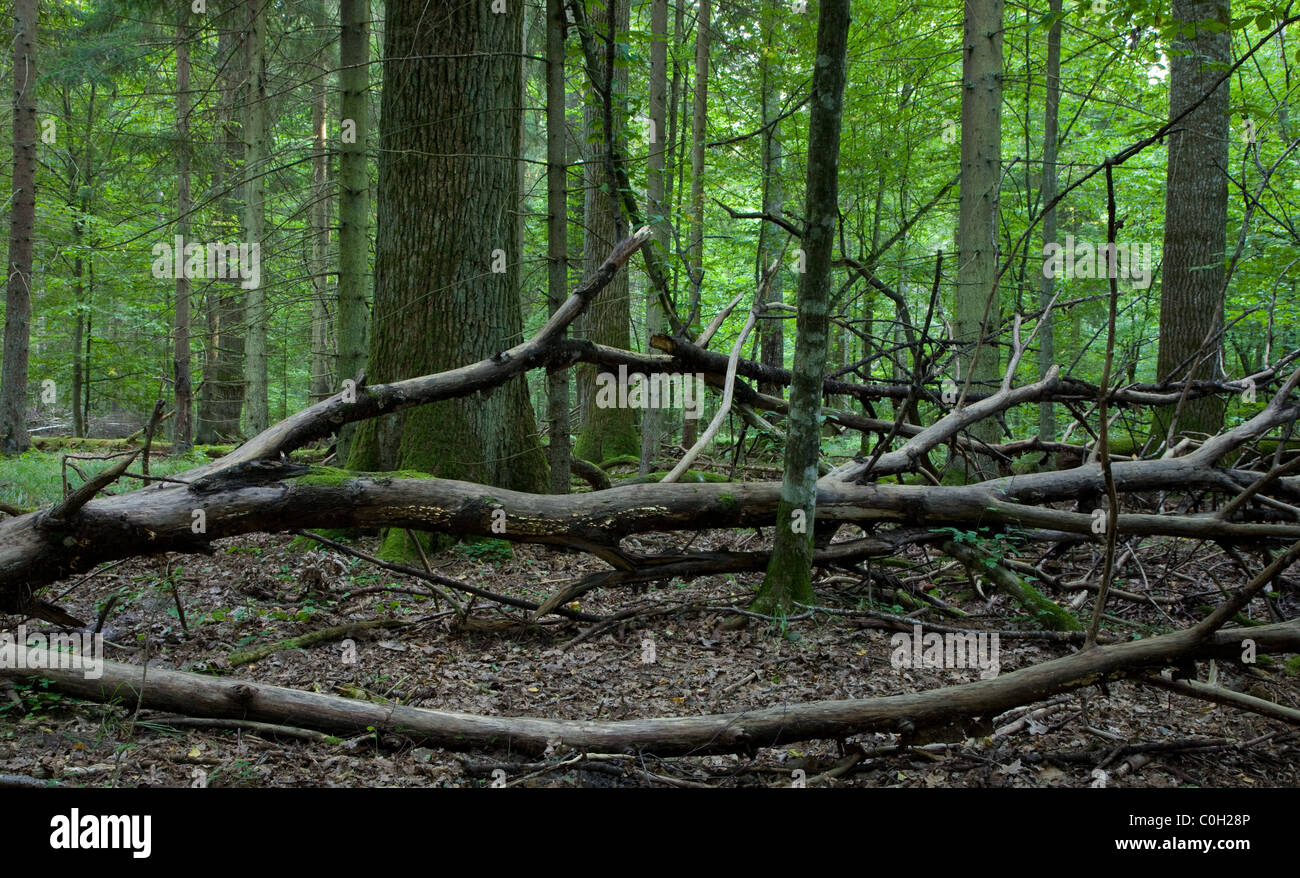 Broken branch hi-res stock photography and images - Alamy