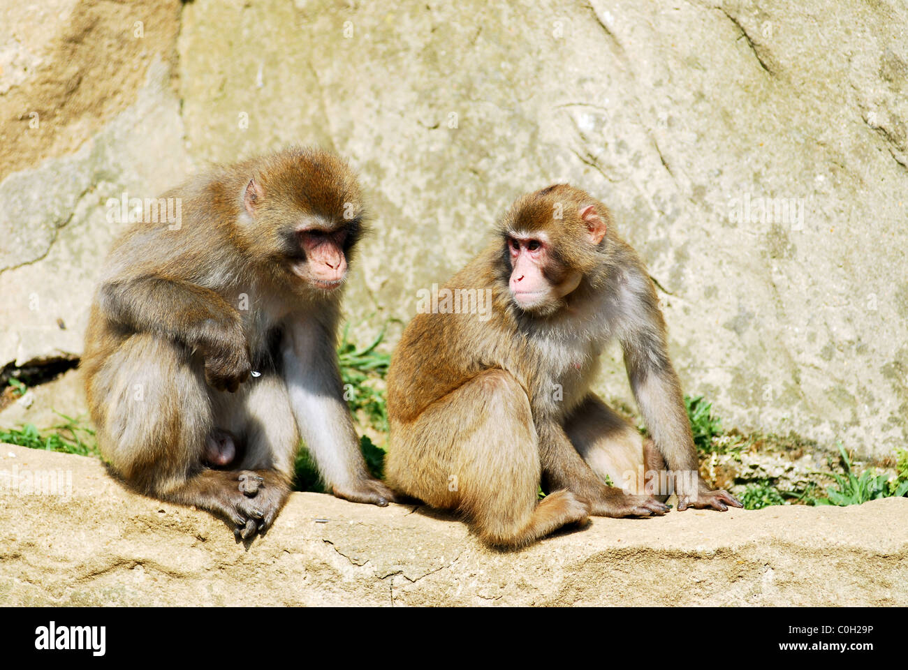 Two Japanese Macaques (Macaca fuscata) on rock Stock Photo - Alamy